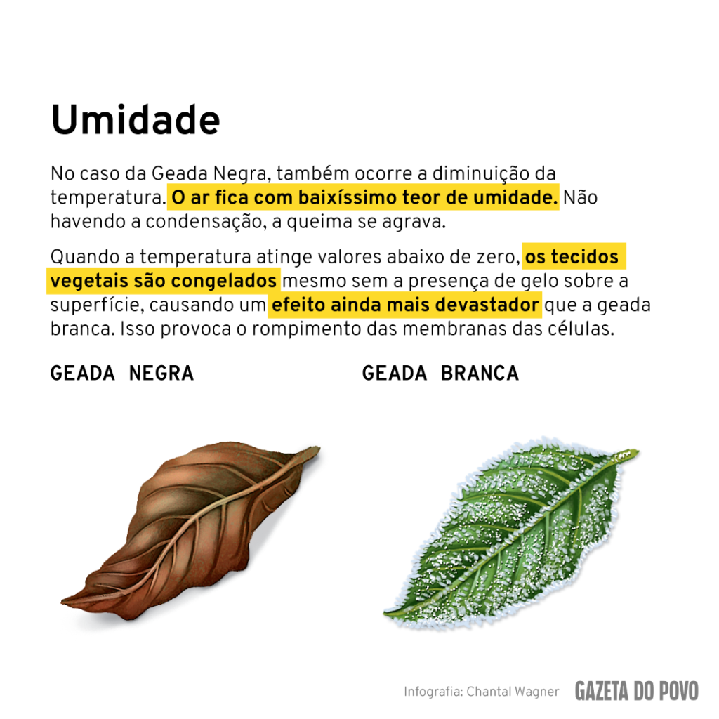 Geada negra: como a lavoura sofre prejuízo com o fenômeno natural